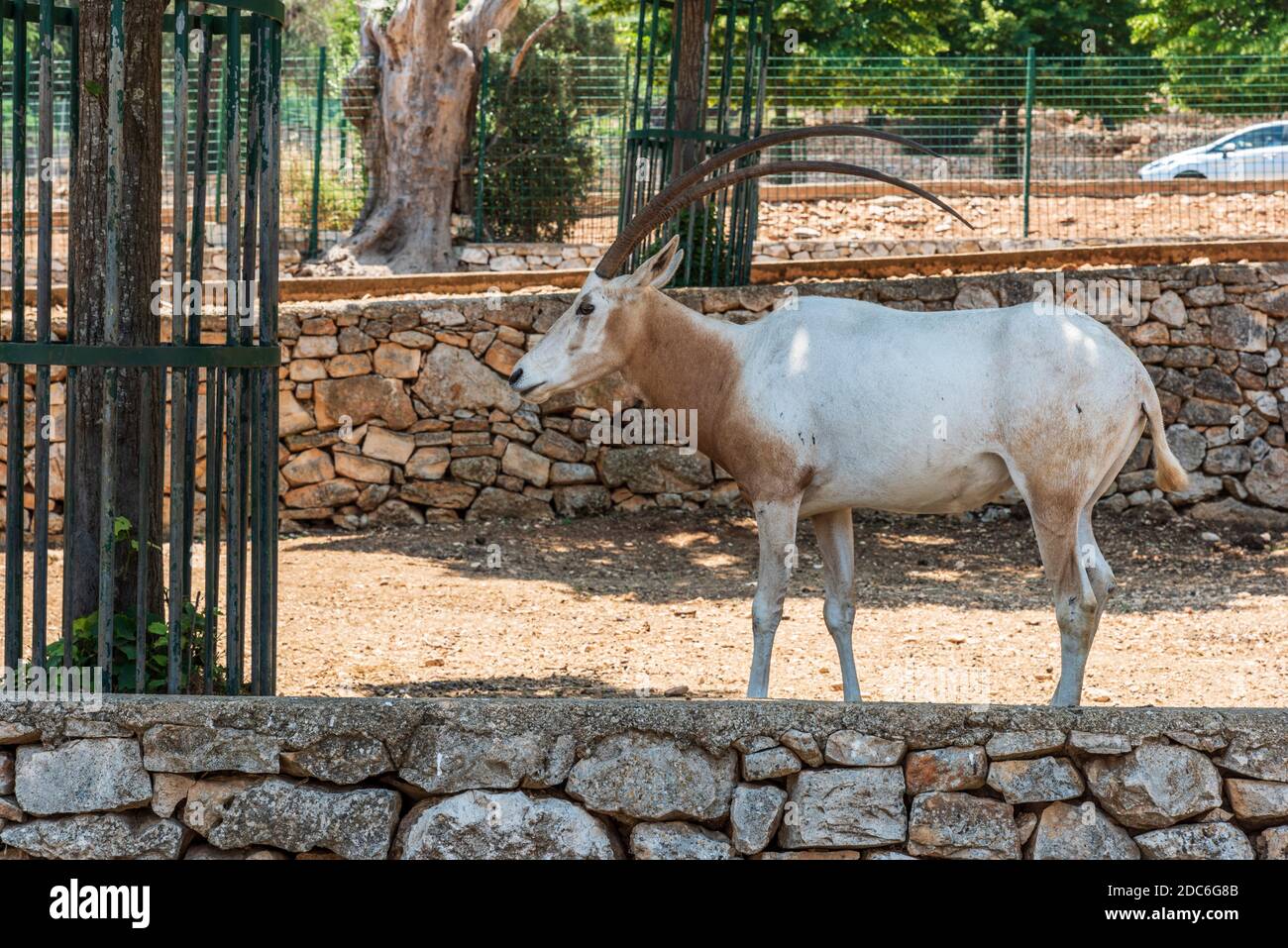 Animals from the Fasano safari zoo. Puglia Stock Photo - Alamy