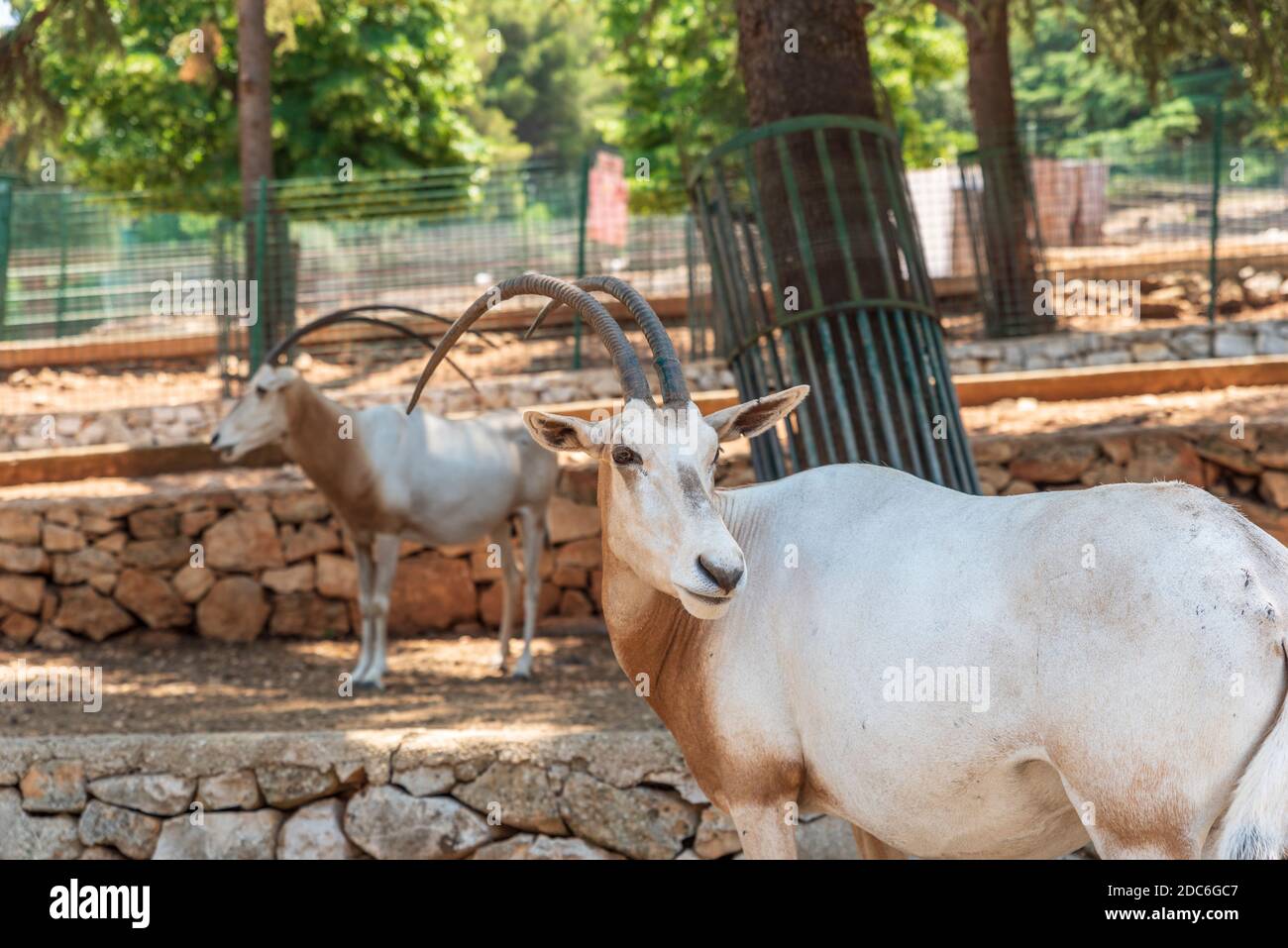 Animals from the Fasano safari zoo. Puglia Stock Photo - Alamy
