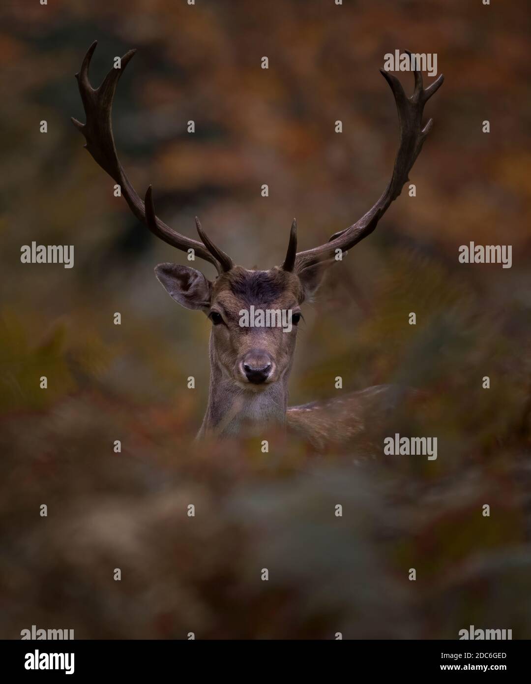 Beautiful fallow buck in autumn Stock Photo - Alamy