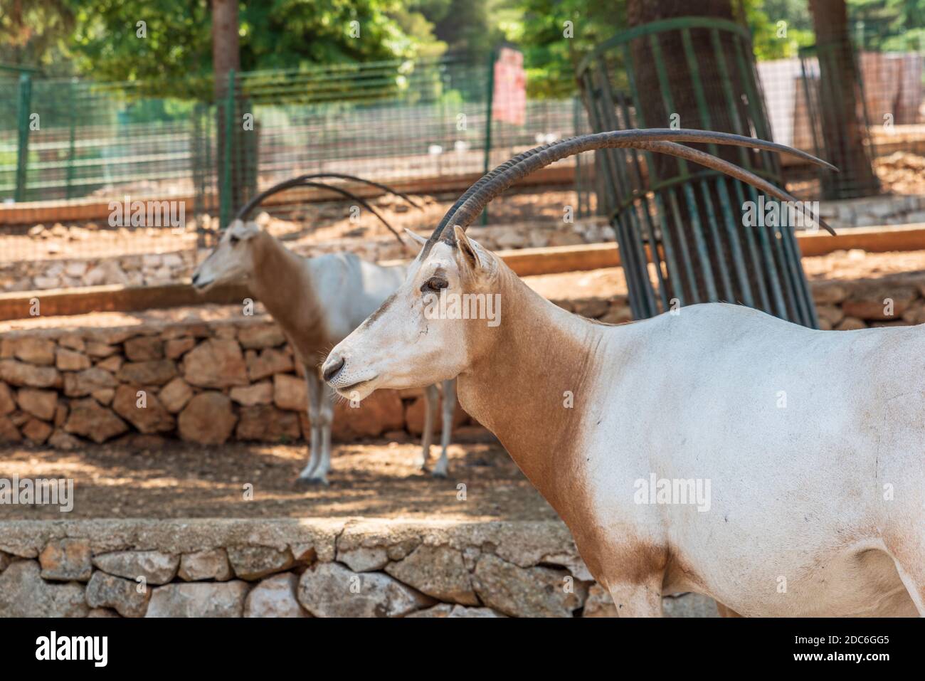 Animals from the Fasano safari zoo. Puglia Stock Photo - Alamy
