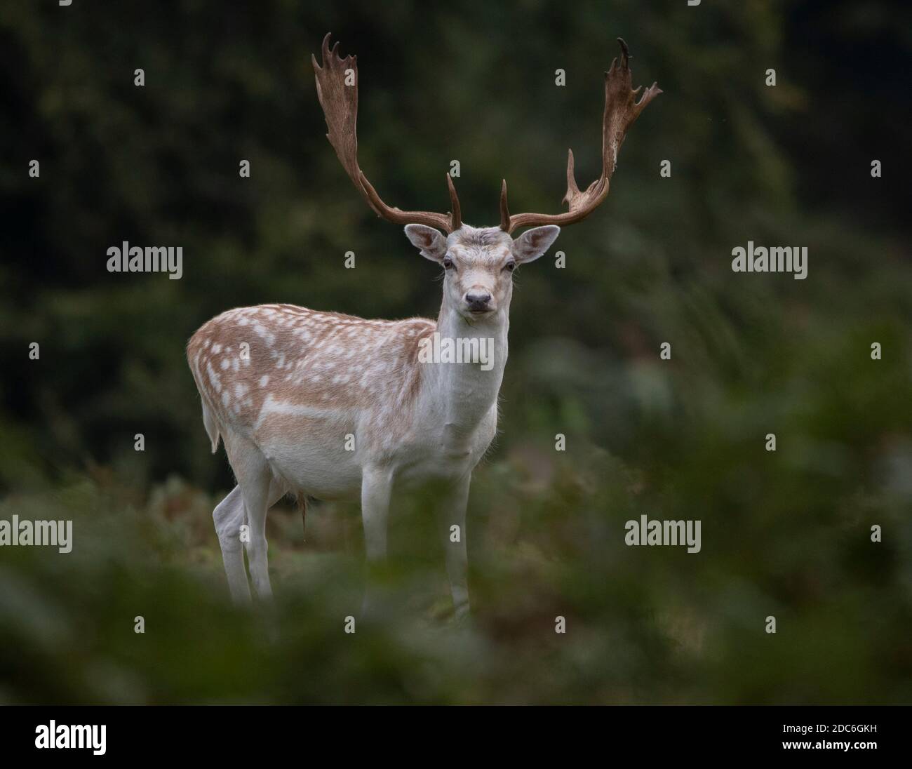 beautiful fallow buck Stock Photo - Alamy