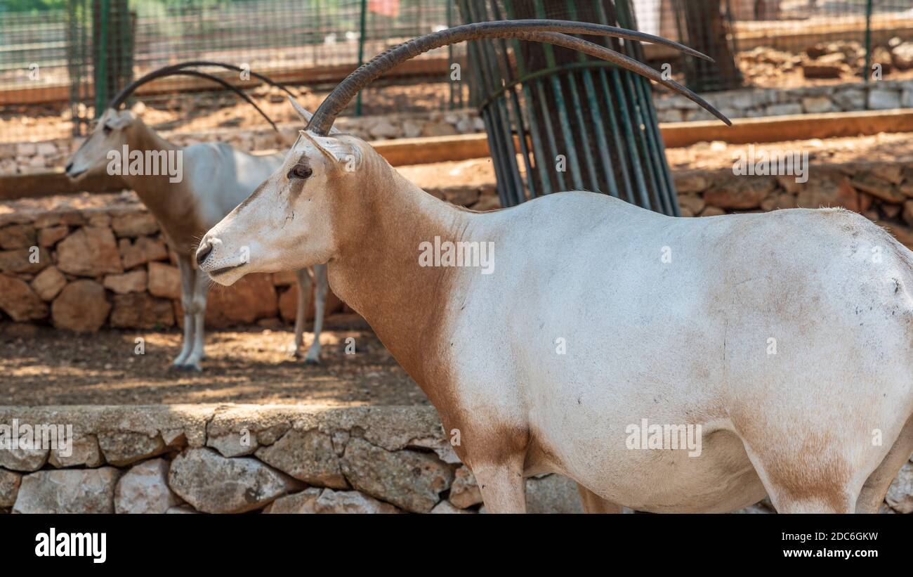 Animals from the Fasano safari zoo. Puglia Stock Photo - Alamy