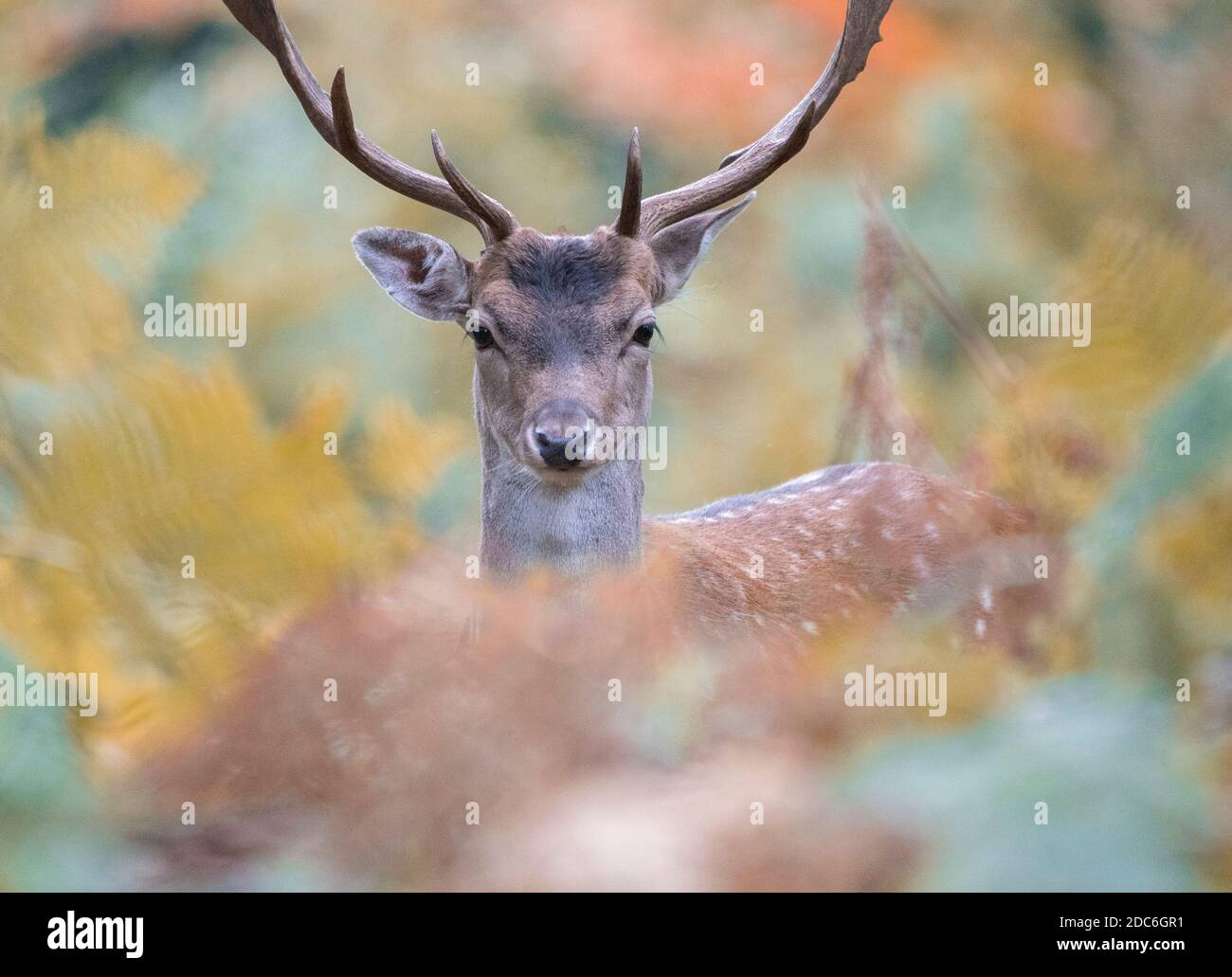 beautiful fallow buck Stock Photo - Alamy