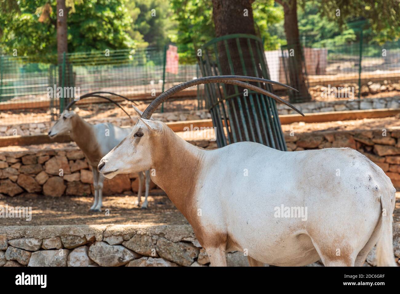 Animals from the Fasano safari zoo. Puglia Stock Photo - Alamy