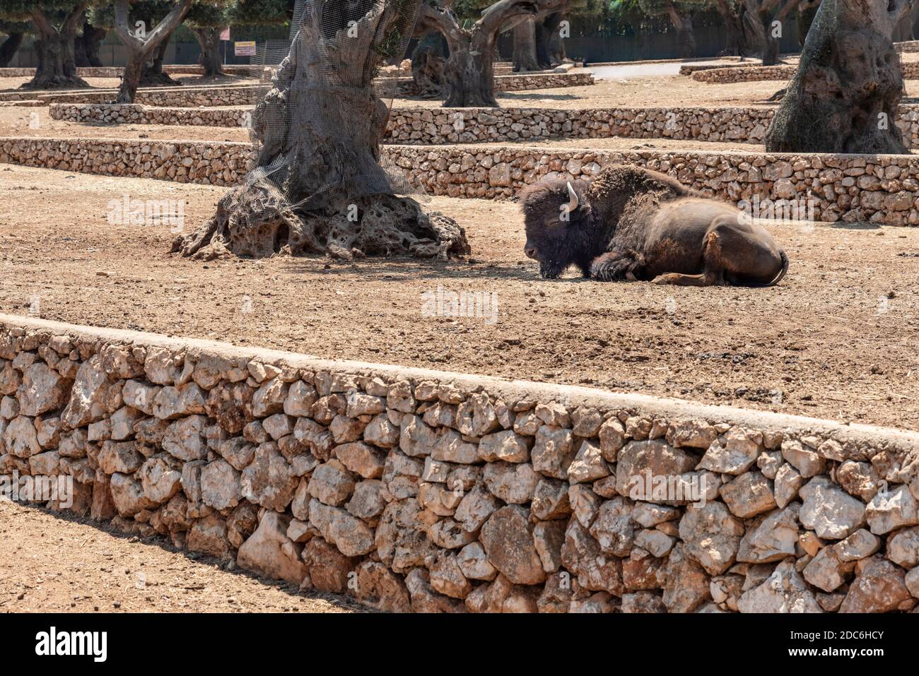 Animals from the Fasano safari zoo. Puglia Stock Photo - Alamy