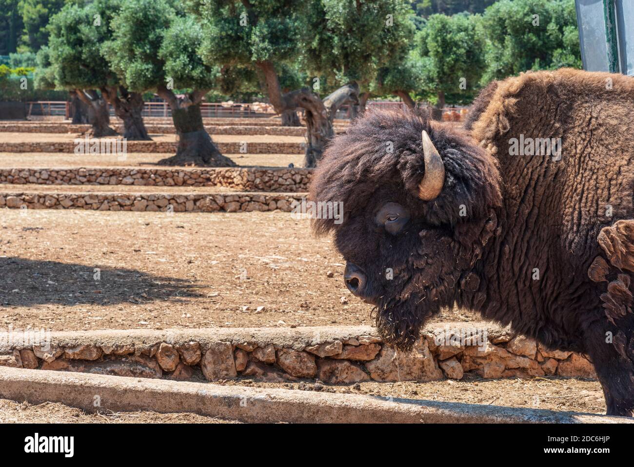 Animals from the Fasano safari zoo. Puglia Stock Photo - Alamy