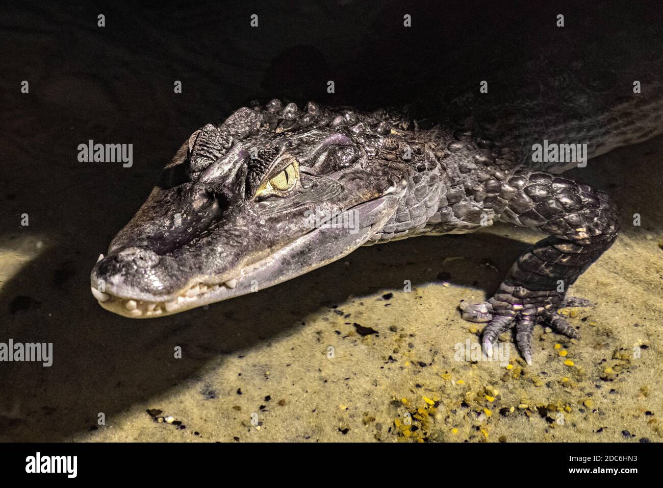 Single Spectacled caiman - latin Caiman crocodilus - known also as ...