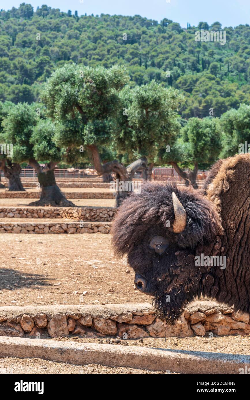Animals from the Fasano safari zoo. Puglia Stock Photo - Alamy