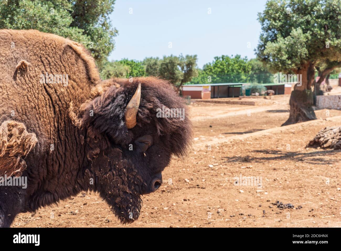 Animals from the Fasano safari zoo. Puglia Stock Photo - Alamy