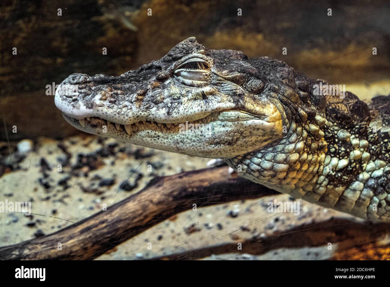 Single Dwarf caiman - latin Paleosuchus palpebrosus - known also as ...