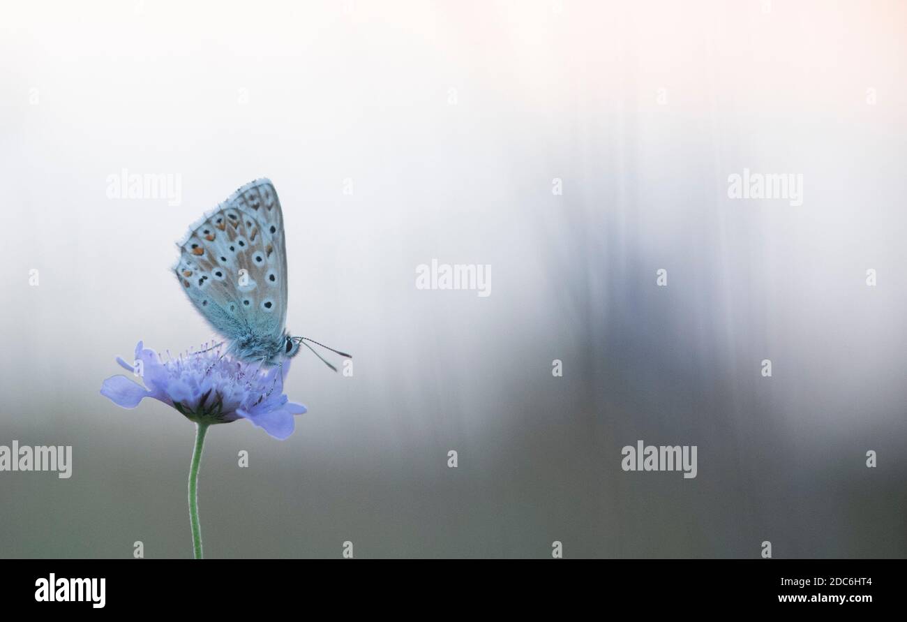 Chalk hill blue butterfly hi-res stock photography and images - Alamy