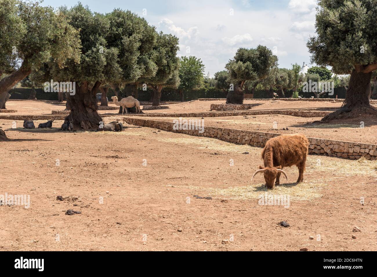 Animals from the Fasano safari zoo. Puglia Stock Photo - Alamy