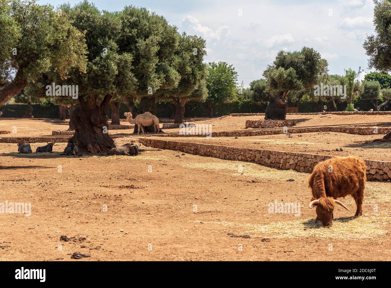 Animals from the Fasano safari zoo. Puglia Stock Photo - Alamy