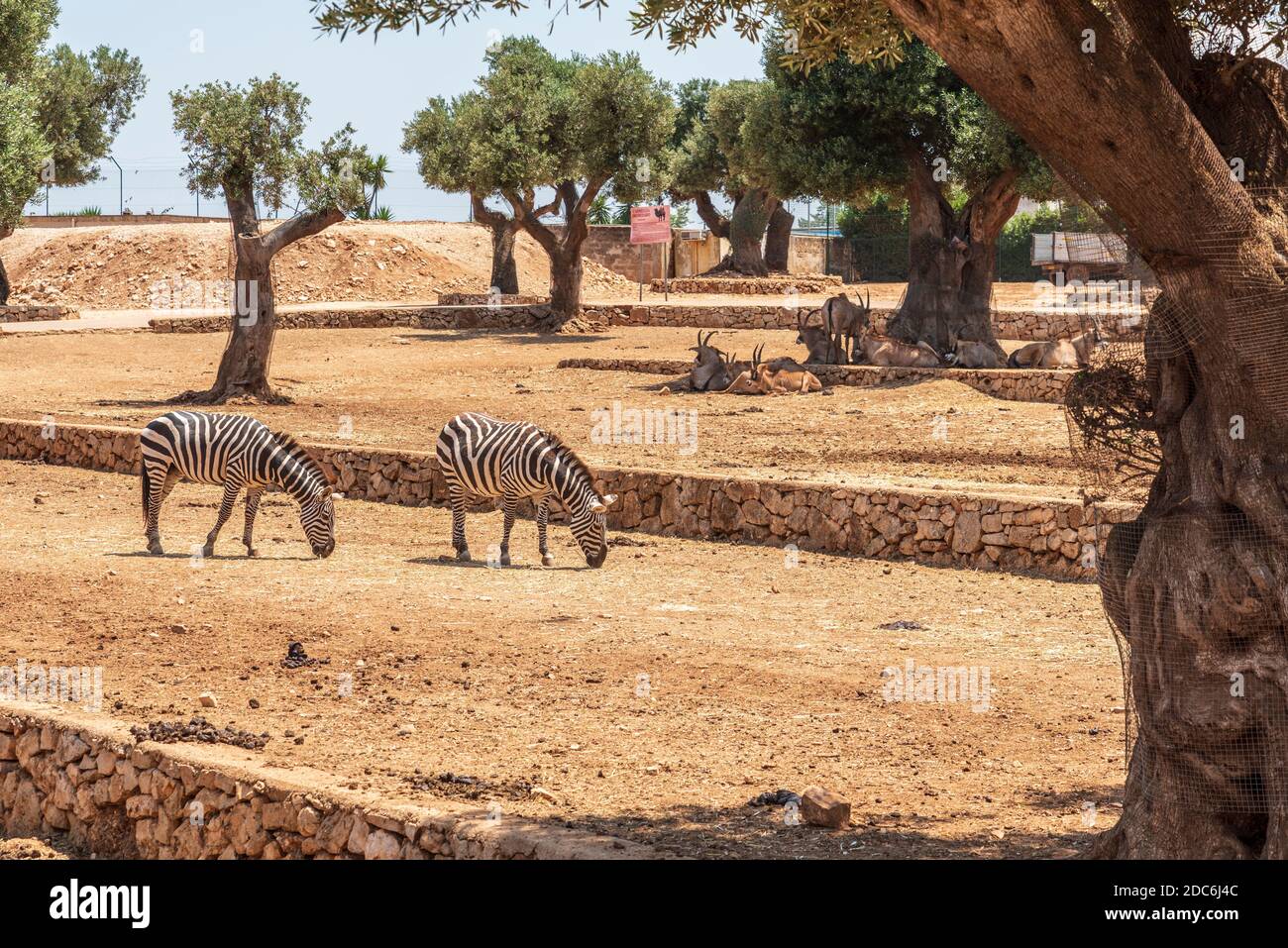 Animals from the Fasano safari zoo. Puglia Stock Photo - Alamy