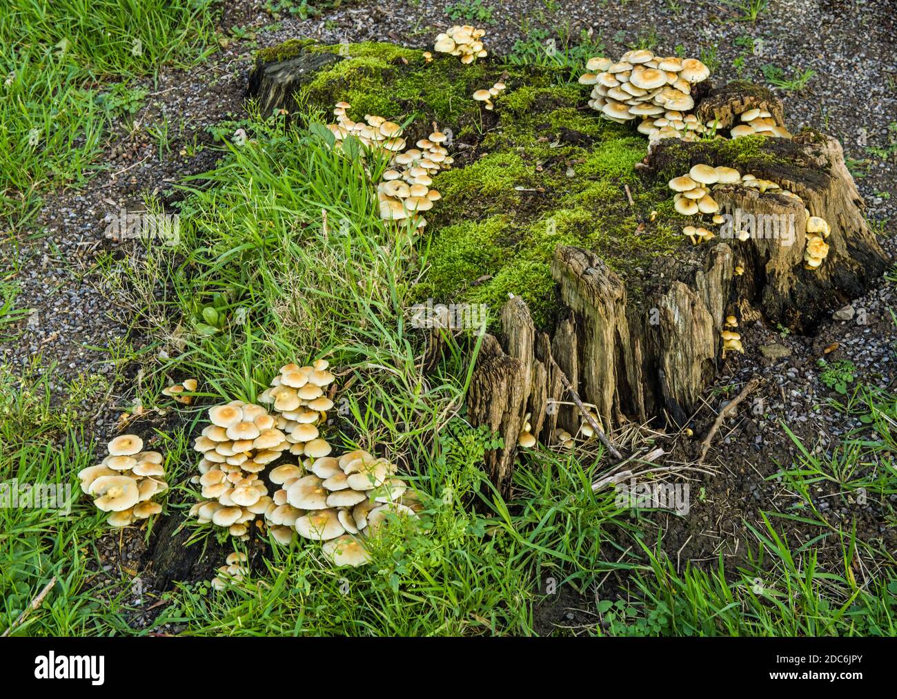 Sulphur Tuft growing on a dead tree stump Stock Photo - Alamy