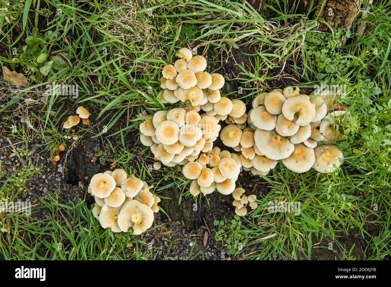 Sulphur Tuft growing on a dead tree stump Stock Photo - Alamy