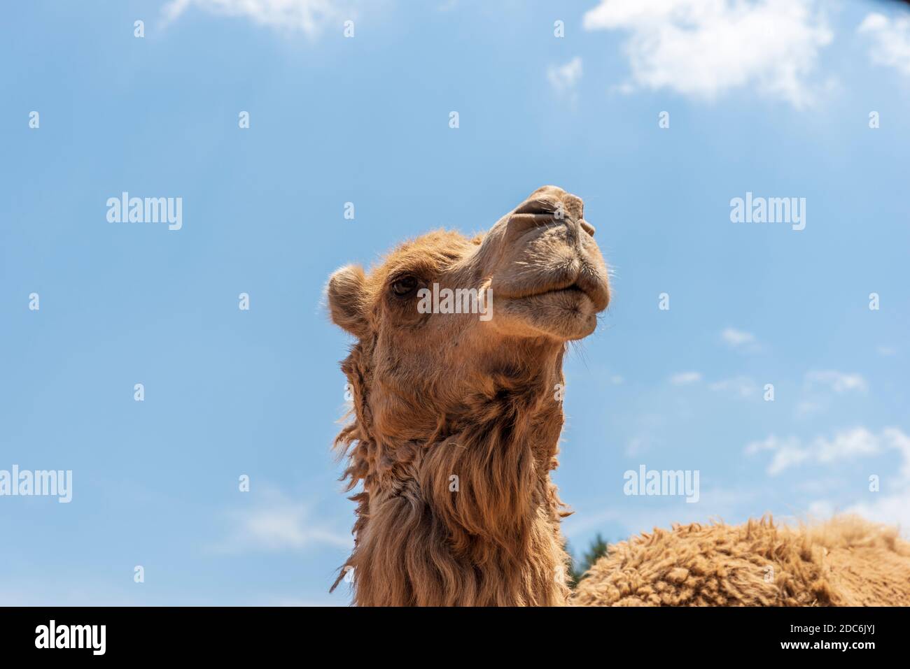 Animals from the Fasano safari zoo. Puglia Stock Photo - Alamy