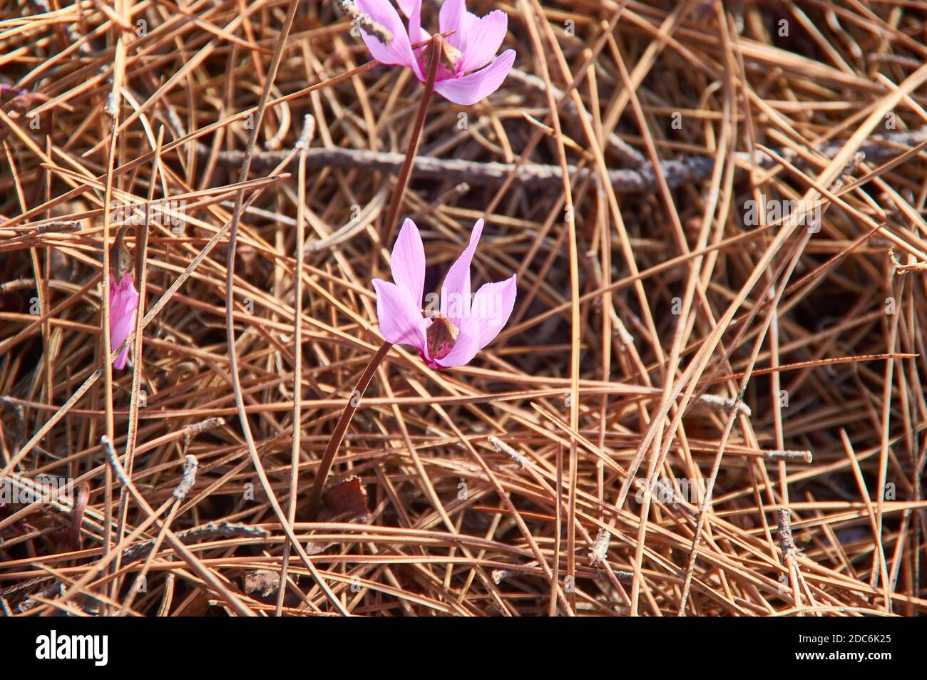 Cyclamen cyprium flowers perennial growing from a tuber, native to ...