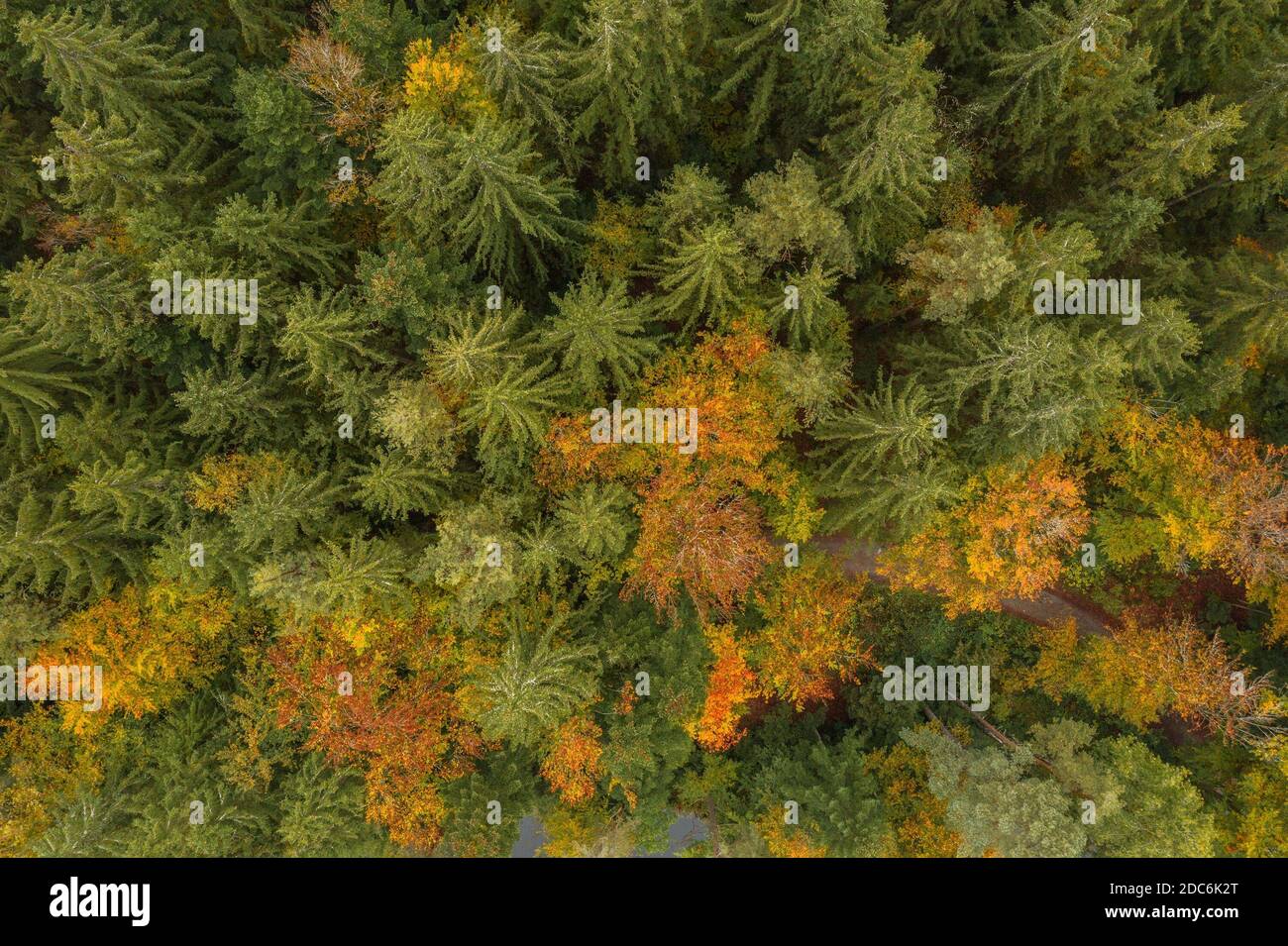 Image of an aerial view of trees of a forest from above on the tree ...
