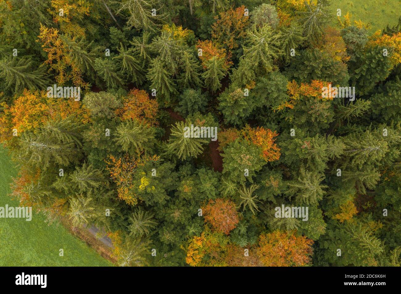 Image of an aerial view of trees of a forest from above on the tree ...