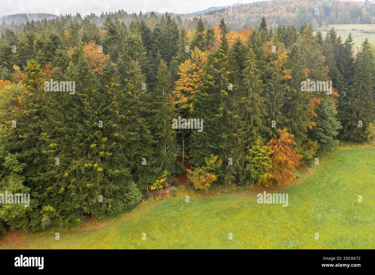 Image of an aerial view of trees of a forest from above on the tree ...