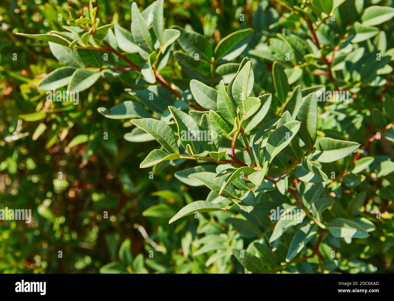 Family myrtaceae hi-res stock photography and images - Alamy