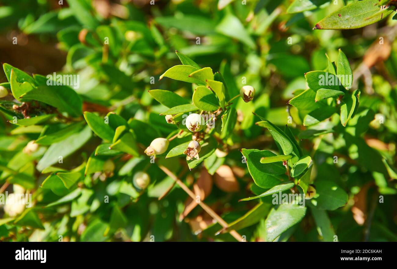 Myrtus berries, common name myrtle, is a genus of flowering plants in ...
