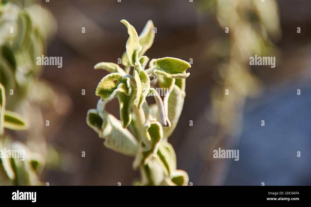 Salvia officinalis perennial, evergreen subshrub, with woody stems ...