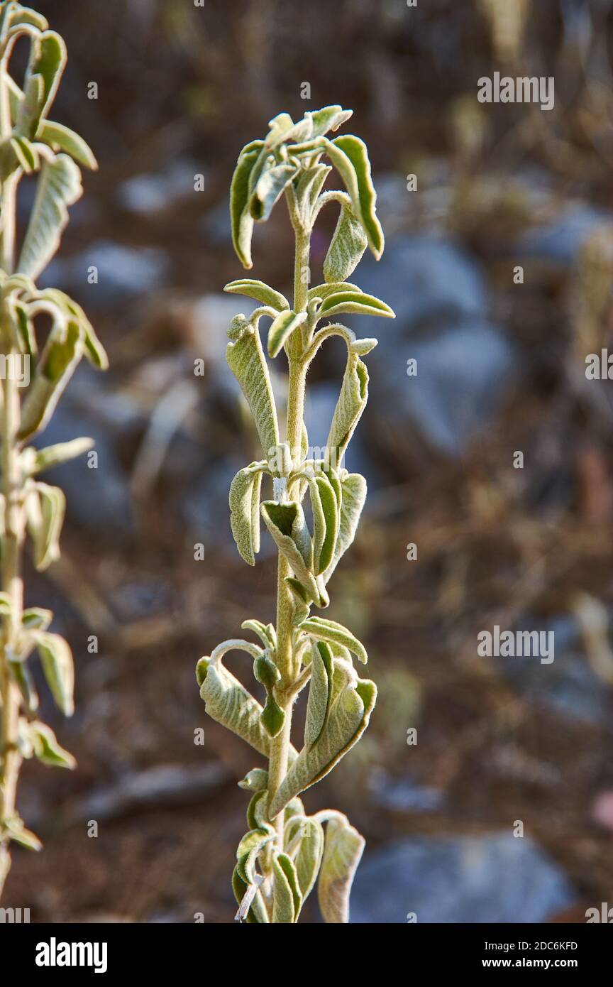 Salvia officinalis perennial, evergreen subshrub, with woody stems ...