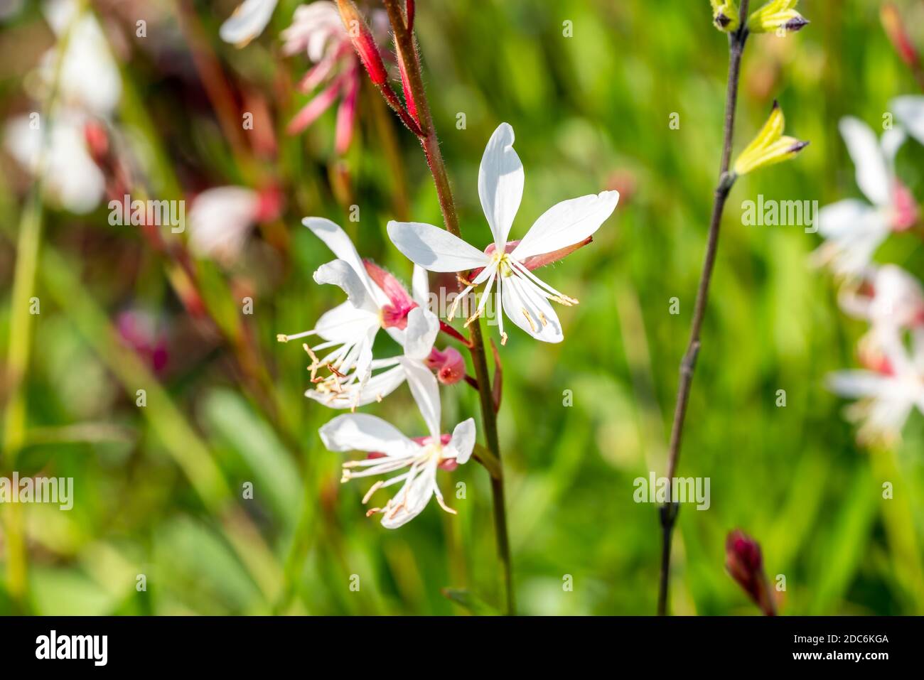 Pink gaura hi-res stock photography and images - Alamy