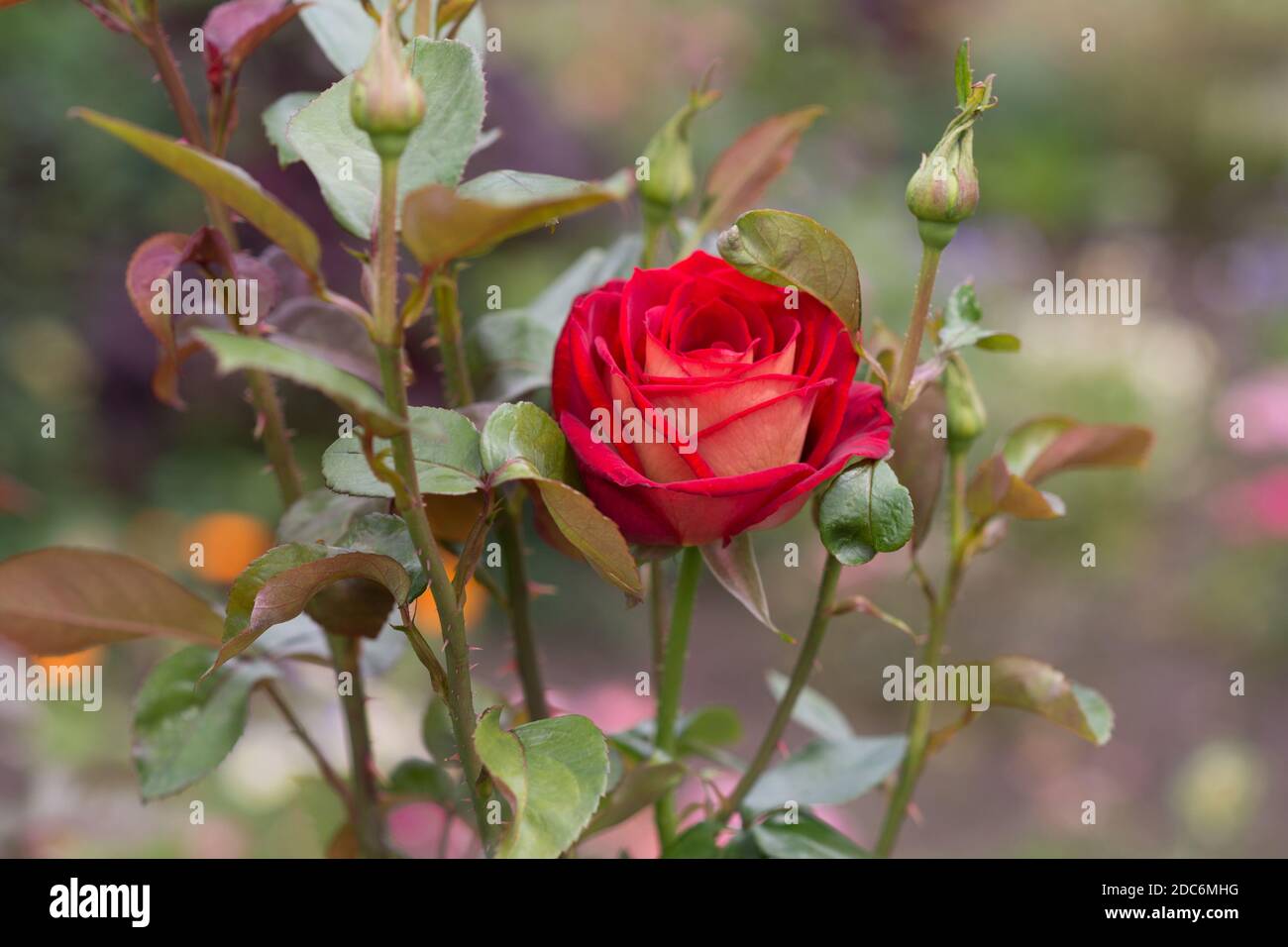 Flower of a red rose blooms in the garden Stock Photo - Alamy