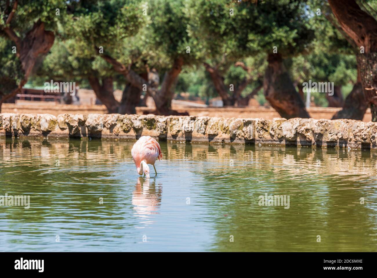 Animals from the Fasano safari zoo. Puglia Stock Photo - Alamy