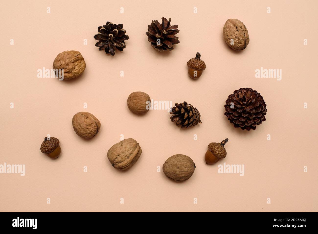 walnut sin shell, acorns and cones on a beige background Stock Photo ...