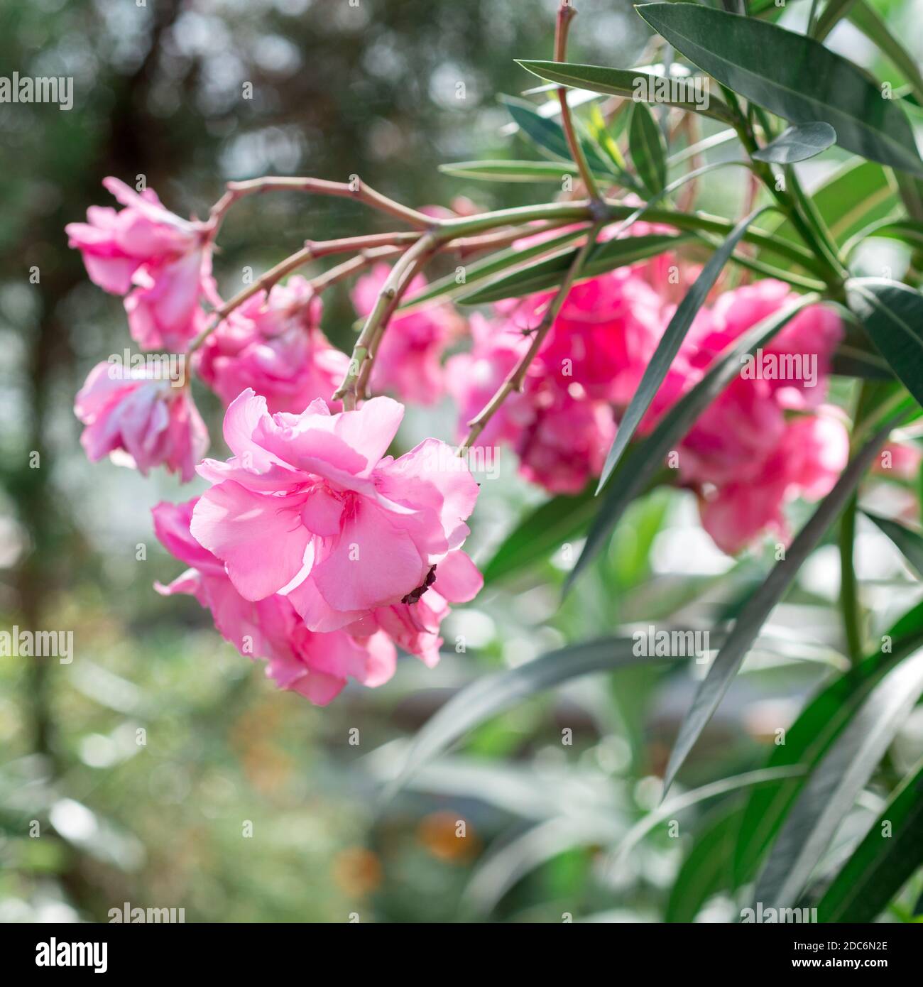 Flower Nerium oleander Stock Photo - Alamy