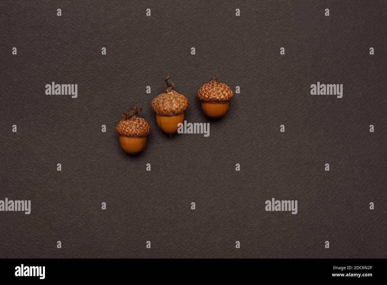 three acorns on a uniform background Stock Photo - Alamy