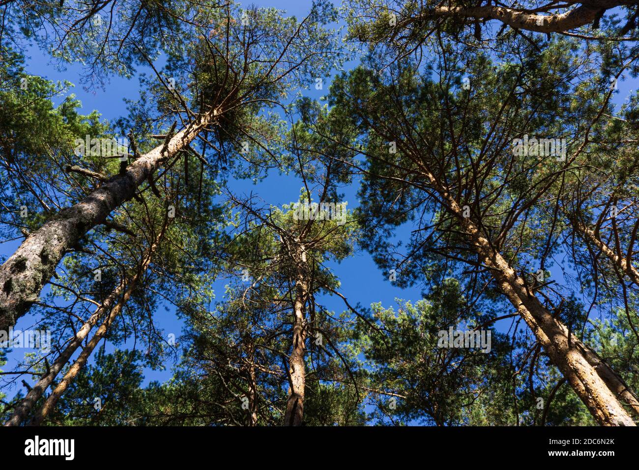 The appearance of the pine trees resembles monsters in a horror movie ...