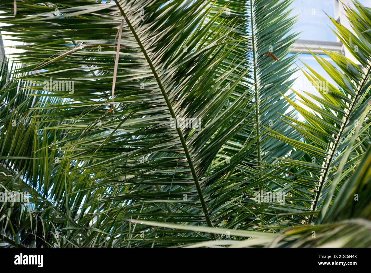 Green leaves of date tree Stock Photo - Alamy