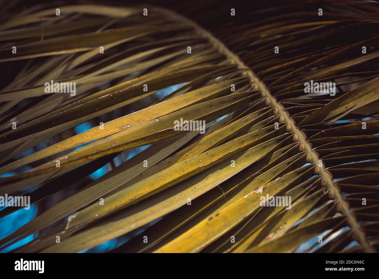 Green leaves of date tree Stock Photo - Alamy