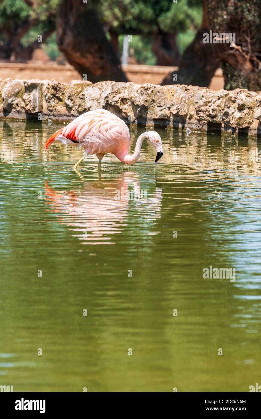 Animals from the Fasano safari zoo. Puglia Stock Photo - Alamy