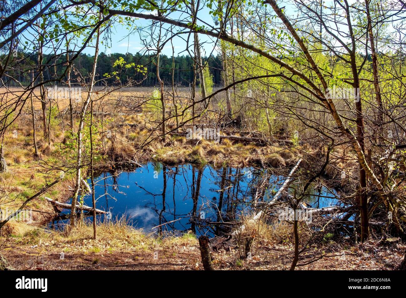 Panoramic view of forest pond within mixed forest thicket with spring ...