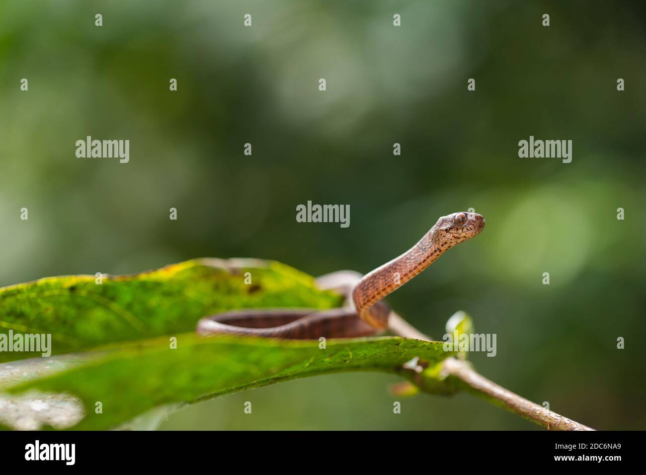 The keeled slug-eating snake, Pareas carinatus, is a species of snake ...