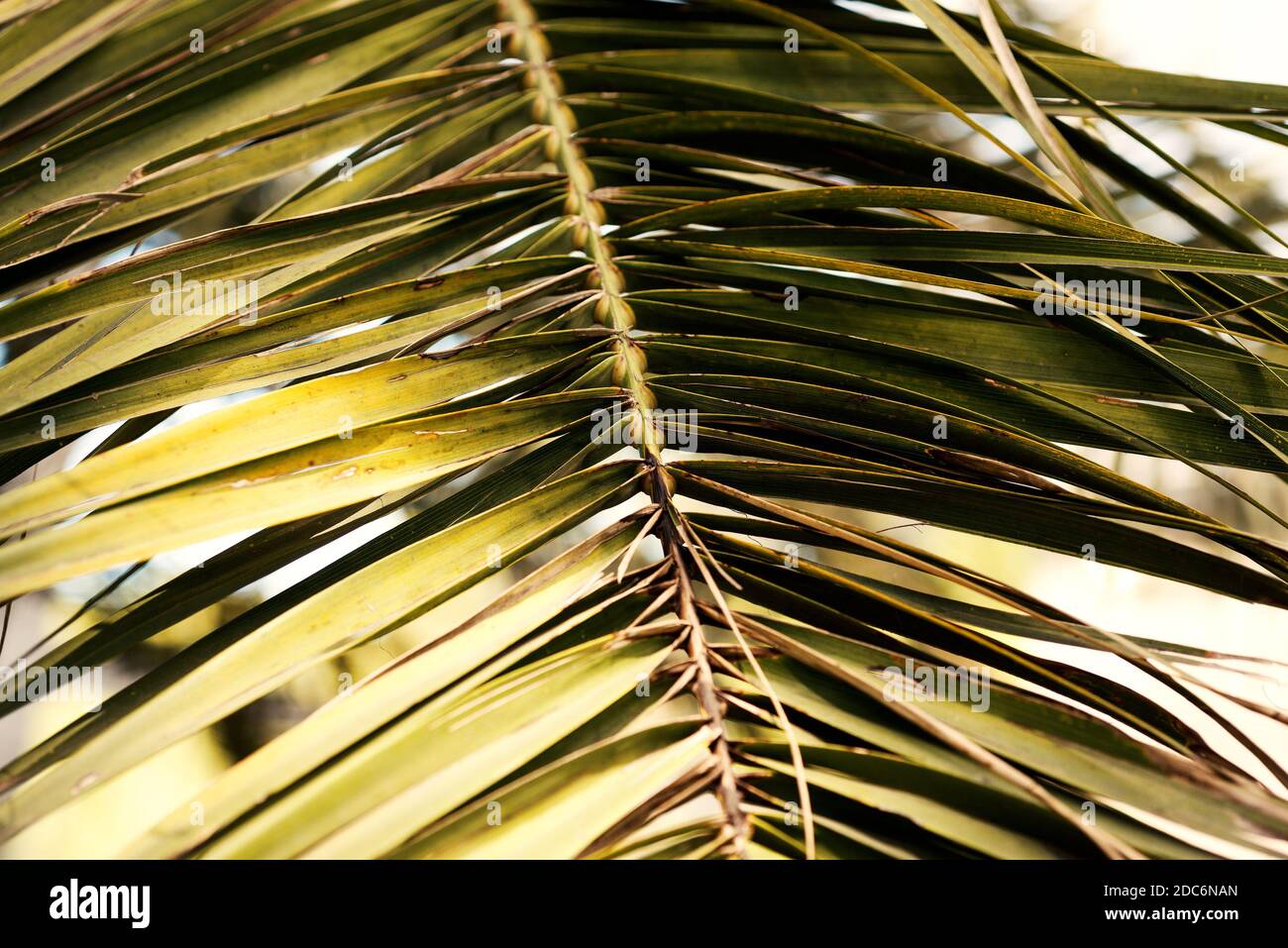 Green leaves of date tree Stock Photo - Alamy