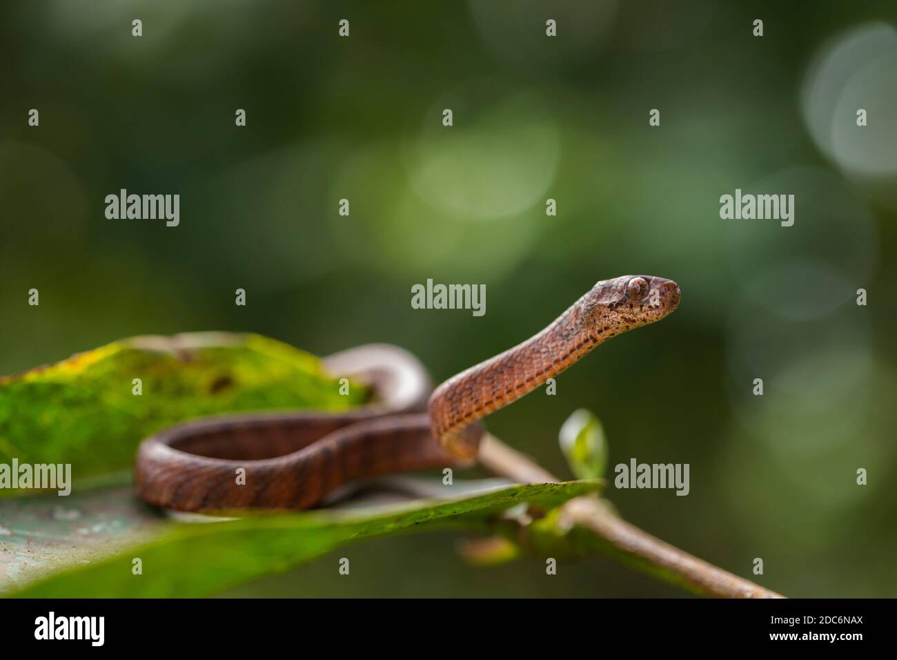 The keeled slug-eating snake, Pareas carinatus, is a species of snake ...