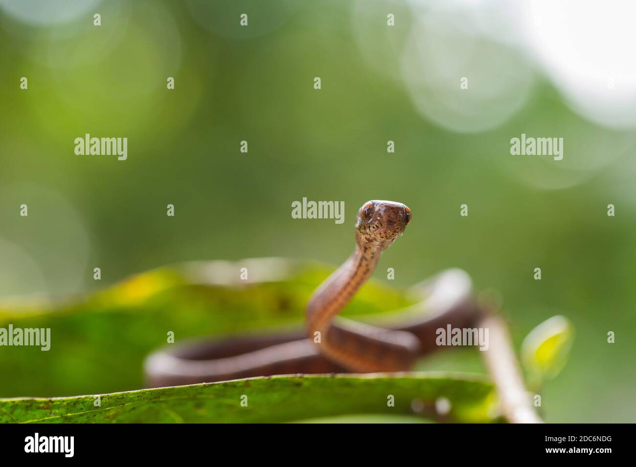 The keeled slug-eating snake, Pareas carinatus, is a species of snake ...