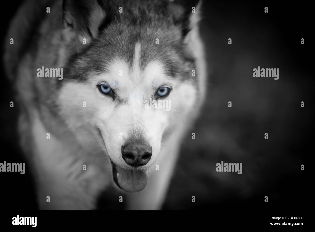 Siberian siberia pet pets hi-res stock photography and images - Alamy