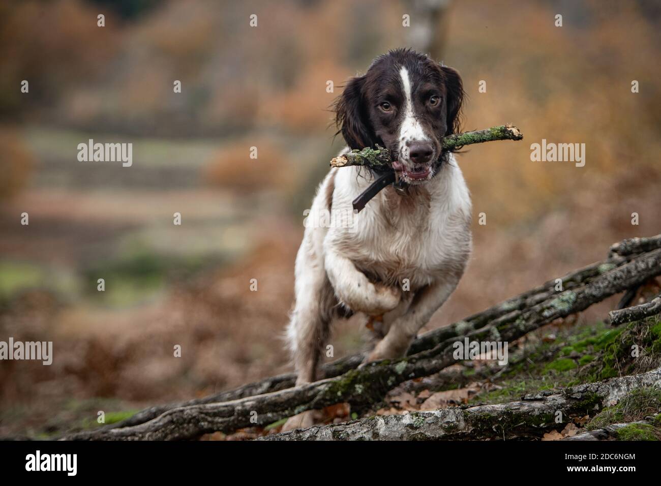 A 7 month old Springer Spaniel at home in the outdoors Stock Photo - Alamy
