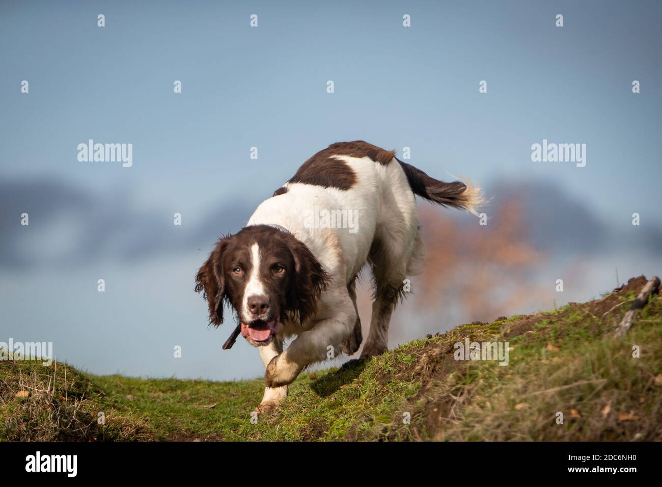 A 7 month old Springer Spaniel at home in the outdoors Stock Photo - Alamy