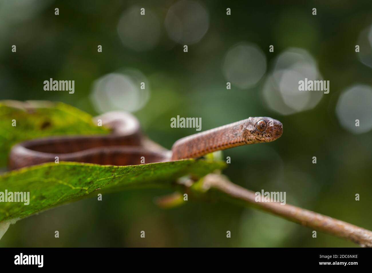 The keeled slug-eating snake, Pareas carinatus, is a species of snake ...