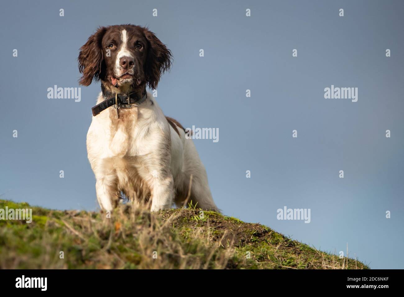 A 7 month old Springer Spaniel at home in the outdoors Stock Photo - Alamy