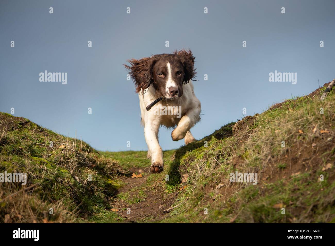 Working spaniel tail hi-res stock photography and images - Alamy